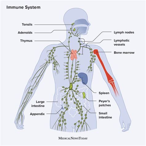 The Immune System Cells Tissues Function And Disease Immune System Health Check Immunity