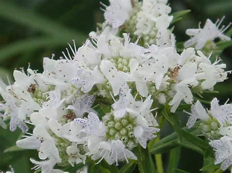 Native Ohio Plant Identification Flashcards Quizlet