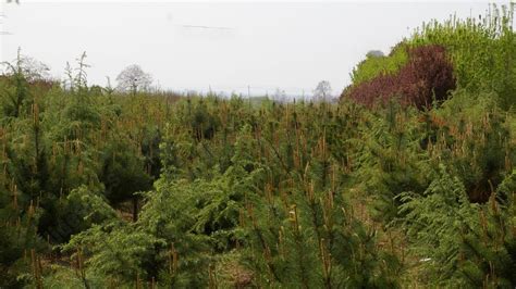 Tree Flowers And Trees Natural Landscape Powerpoint Background For Free Download Slidesdocs