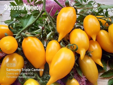 Томат Золотой лимон: описание сорта, отзывы, фото | tomatland.ru