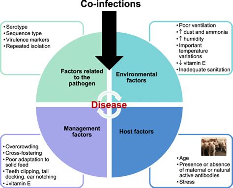 Factors Influencing The Appearance Of Clinical Signs Of Streptococcus
