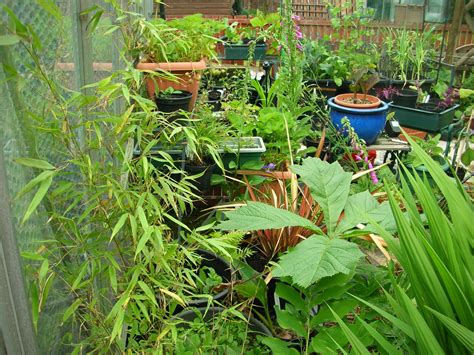 Garden, bamboo – themagnoliatreeblog