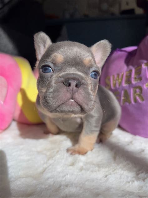 Bank Lazy Acres Farm Frenchies