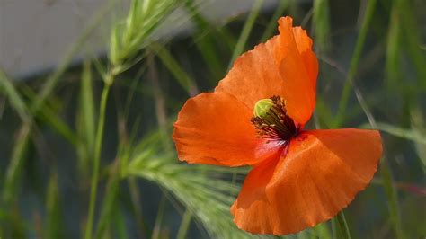 양귀비 봄 자연 Pixabay의 무료 사진 Pixabay