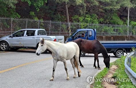 춘천서 말 2마리 우리 탈출해 도로 활보 연합뉴스