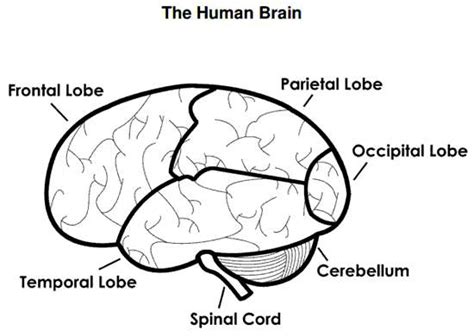 Simple Diagram Of Brain
