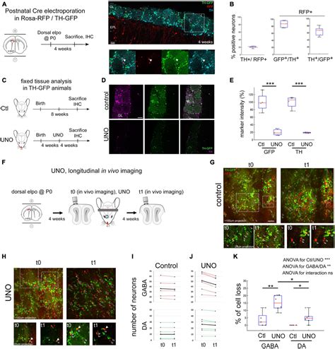Frontiers Effects Of Sensory Deprivation On Glomerular Interneurons In The Mouse Olfactory