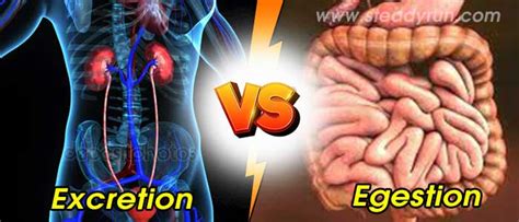 Difference Between Excretion And Egestion Differences