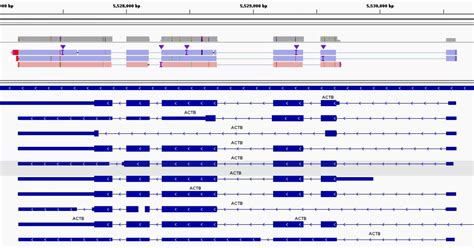 isoquant strandness clarifications · issue 113 · ablab isoquant