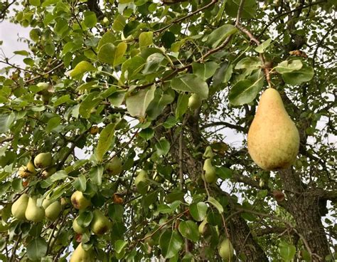 Self Pollinating Pear Tree Varieties