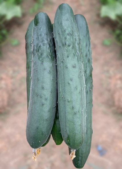 კიტრის თესლი Iris F1 Grand Store ონლაინ სათავსო