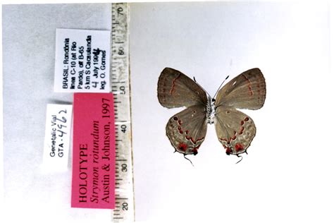 Strymon Megarus Type Specimens Page 2