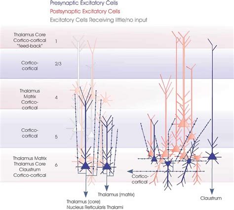 Pyramidal Cells