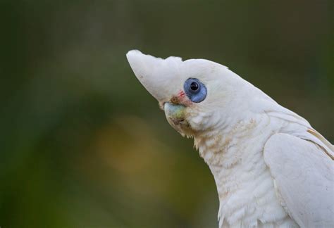 Corellas Little Corellas Cherrp