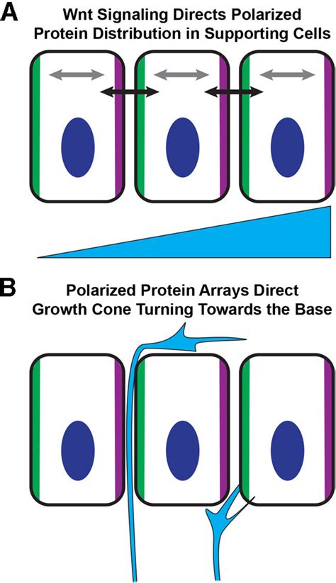 Planar Polarity Of Cochlear Supporting Cells Directs Peripheral Axon