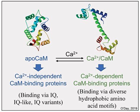Apo Calmodulin And Calcium Bound Calmodulin Use Different Motifs To Download Scientific Diagram