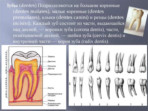 Пищеварительная система - online presentation