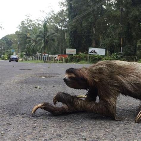 Sloth Walking