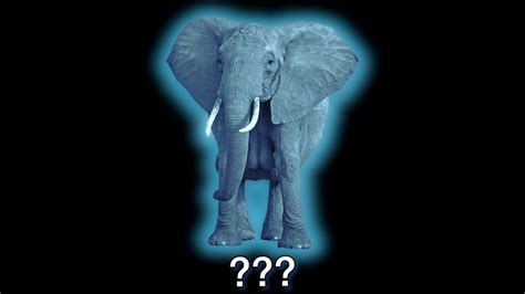 14 Elephant Sound Variations In 40 Seconds Youtube