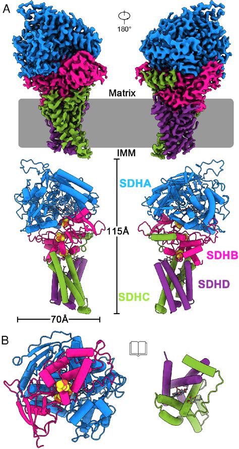 Structure Of Human Respiratory Complex Ii A Single Particle Cryo Em Download Scientific