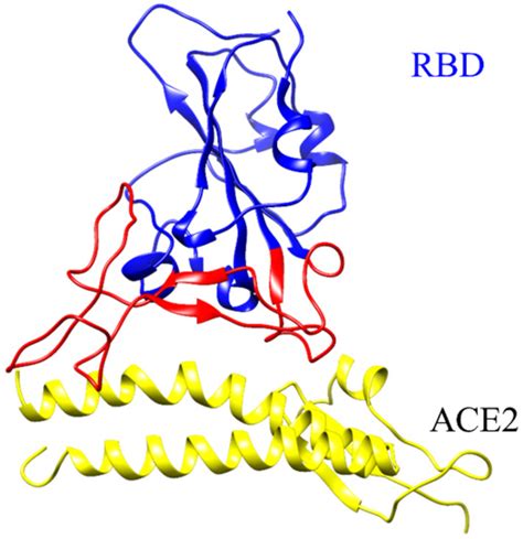 Interface Of Receptor Binding Domain Rbd And Angiotensin Converting Download Scientific