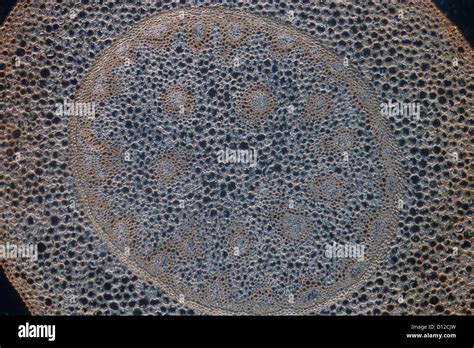 Plant Root Cross Section Microscope Hi Res Stock Photography And Images Alamy