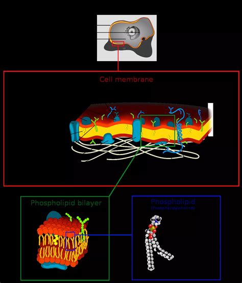 Facts About Cell Membrane FactSnippet