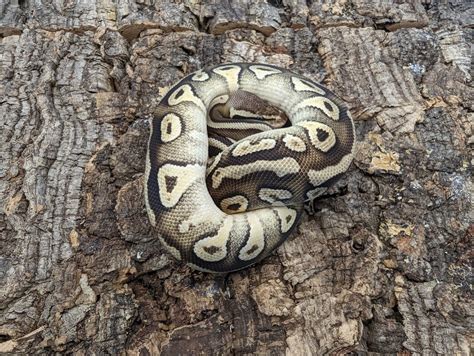 Royal Python Mojave CB M Reptile Cymru