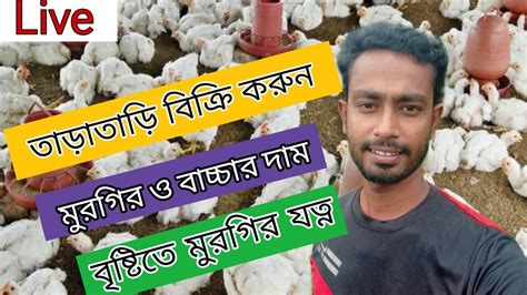 সব মুরগি তাড়াতাড়ি বিক্রি করুন। মুরগির ও বাচ্চার পাইকারি দাম কত বৃষ্টিতে মুরগির যত্ন 🐔🐓 Youtube