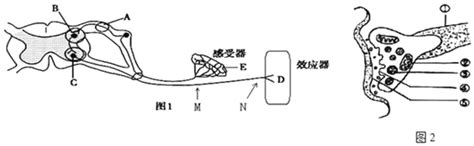 [题目]下列有关人体内两种特异性免疫的叙述中不正确的是 A 体液免疫主要依靠抗体在内环境中完成清除功能b 细胞免疫过程中效应t细胞激活靶细胞内的寄生病原体 使病原体凋亡c 在hiv