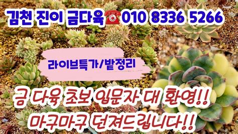 밭정리 김천 진이 금다육 ☎️010 8336 5266💗다육and화분💜초보금입문자 환영💜 ️라방특가판매💜 Youtube