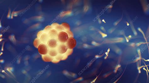 Atomic Structure Conceptual Illustration Stock Image F Science Photo Library