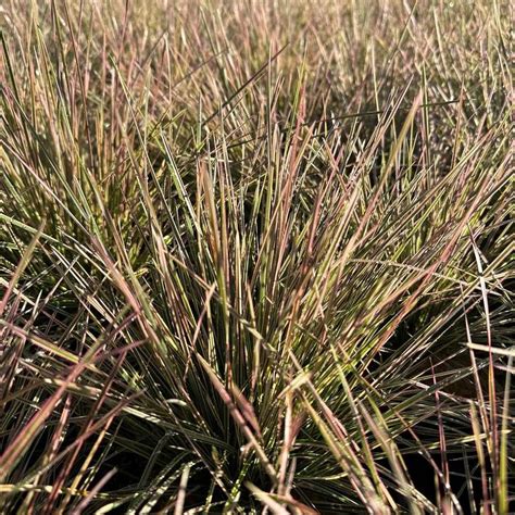 Deschampsia Cespitosa Northern Lights