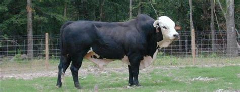 Bushwacker Bull Stats