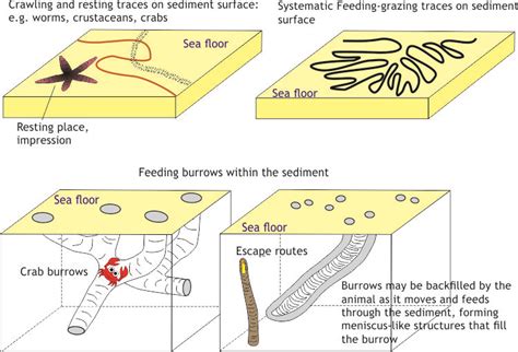 Using Sedimentary Structures To Interpret Ancient Environments Historical Geology