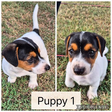 Mini Foxie X Jack Russel Puppies Dogs And Puppies Gumtree Australia