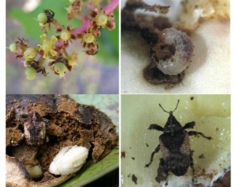 เกษตรฯ เตือน ระวังด้วงงวงเจาะเมล็ดมะม่วง สถานีวิทยุกระจายเสียงเพื่อการเกษตร