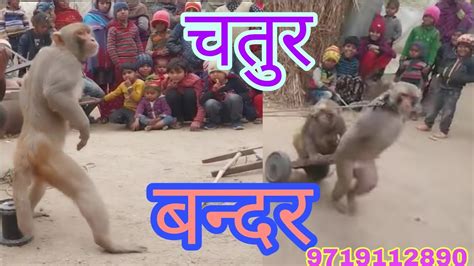 दख तमश बनदर क मदर न ढय जलव R k दहत चनल अलगढ YouTube