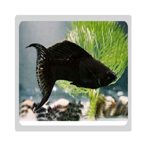 Poecilia Sphenops Black Molly Lyre Tail