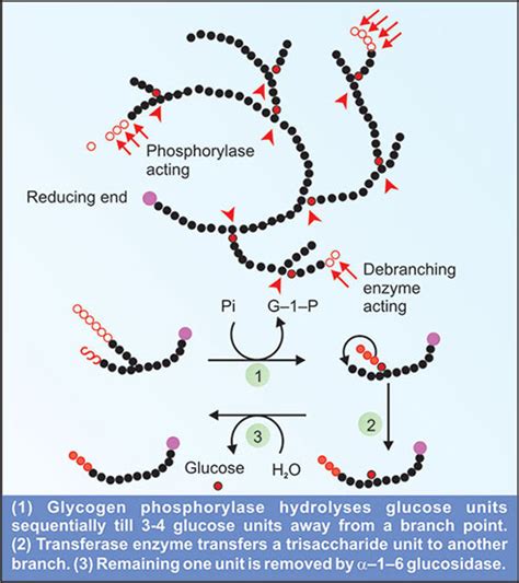 Glycogenolysis Debranching Enzyme