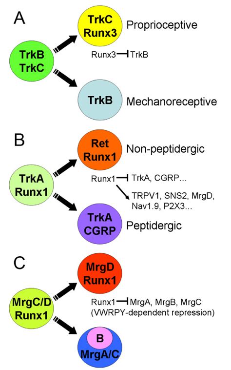 Runx Proteins Control The Diversification Of Sensory Neuronsa Download Scientific Diagram