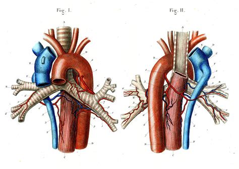 Aortic Arch Renhooli