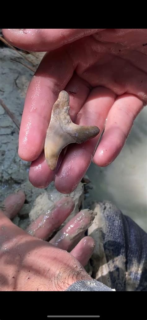 One Of My Coolest Finds Of All Time R Fossils