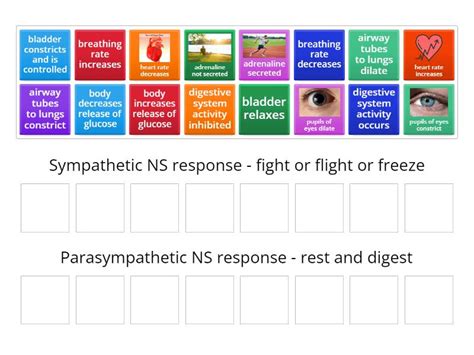Sympathetic Ns And Parasympathetic Ns Responses Sort Group Sort