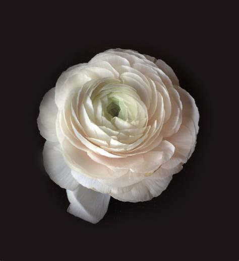 무료 이미지 화이트 사진술 꽃잎 꽃다발 장미 꽃 봄 플로라 흰 꽃 꽃들 보석류 이파리 라눈큐 루스