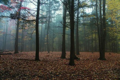 Mystic Forest Photograph By Dmitri Sotnikov Fine Art America