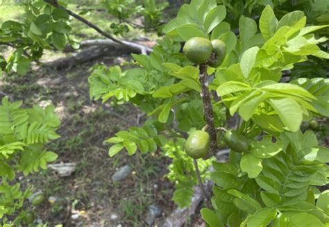Delicious And Juicy Local Fruits Of St John And Where To Find Them
