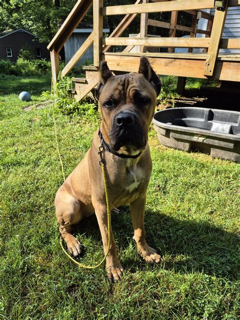 Jill Dowd Greenfield Puppies