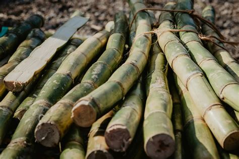 Perbedaan Antara Gula Dari Tebu Dan Gula Dari Stevia Mana Yang Lebih Baik Untuk Kesehatan