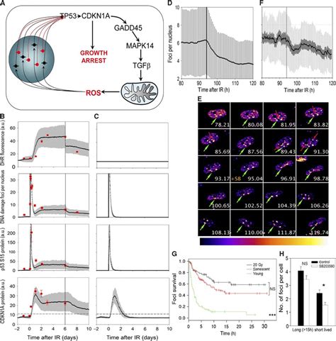 A Stochastic Feedback Loop Model Predicts The Kinetics Of DDR And Download Scientific Diagram